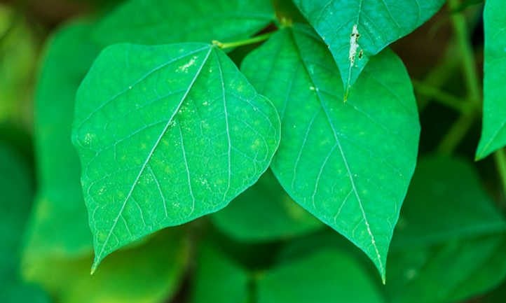 Winged Bean Plant Care: Growing Dragon Beans - Epic Gardening - bob电竞客户端