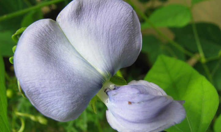 Winged Bean Plant Care: Growing Dragon Beans - Epic Gardening - bob电竞客户端