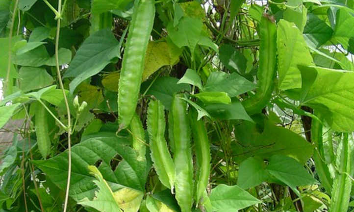 Winged Bean Plant Care: Growing Dragon Beans - Epic Gardening - bob电竞客户端